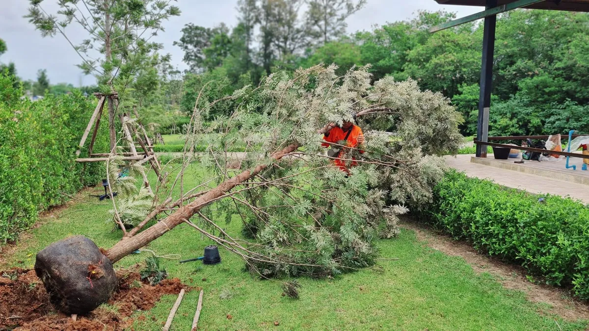 ต้นไม้ต่างประเทศ Archives - Silver Oak Thailand