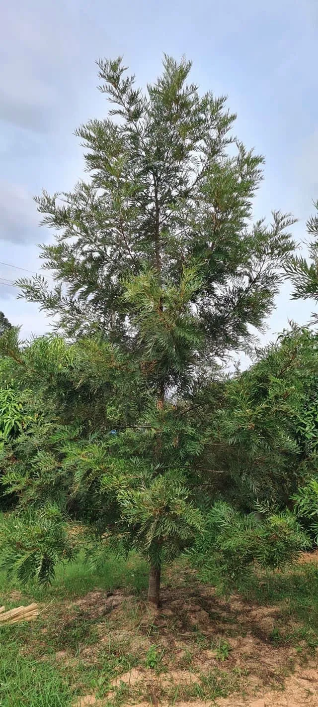 ไม้ขุดล้อมจัดสวนด้วยซิลเวอร์โอ๊ค - Silver Oak Thailand