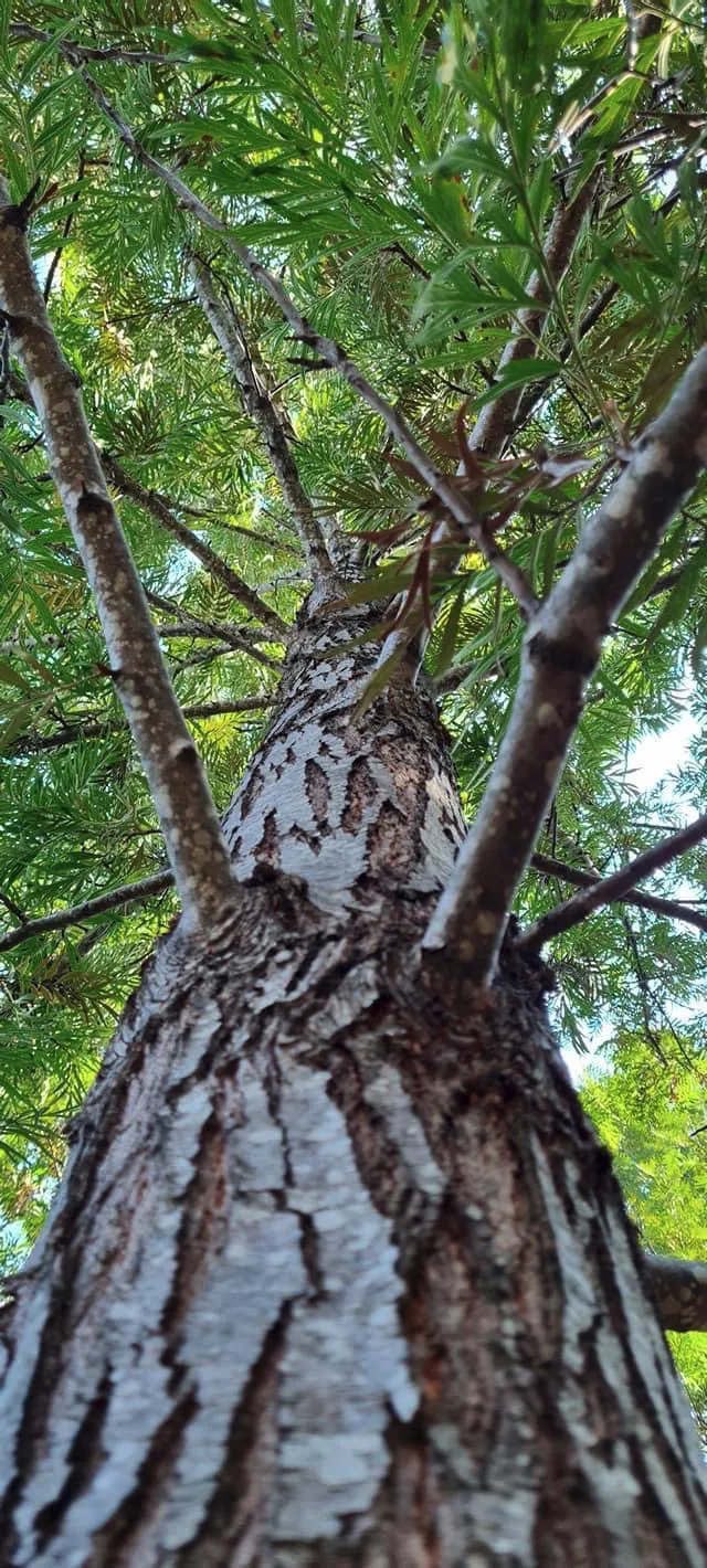 ไม้ขุดล้อมจัดสวนด้วยซิลเวอร์โอ๊ค - Silver Oak Thailand