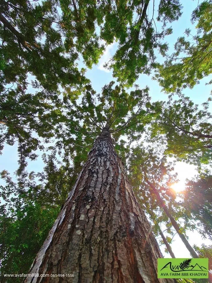 ไม้ขุดล้อมจัดสวนด้วยซิลเวอร์โอ๊ค - Silver Oak Thailand