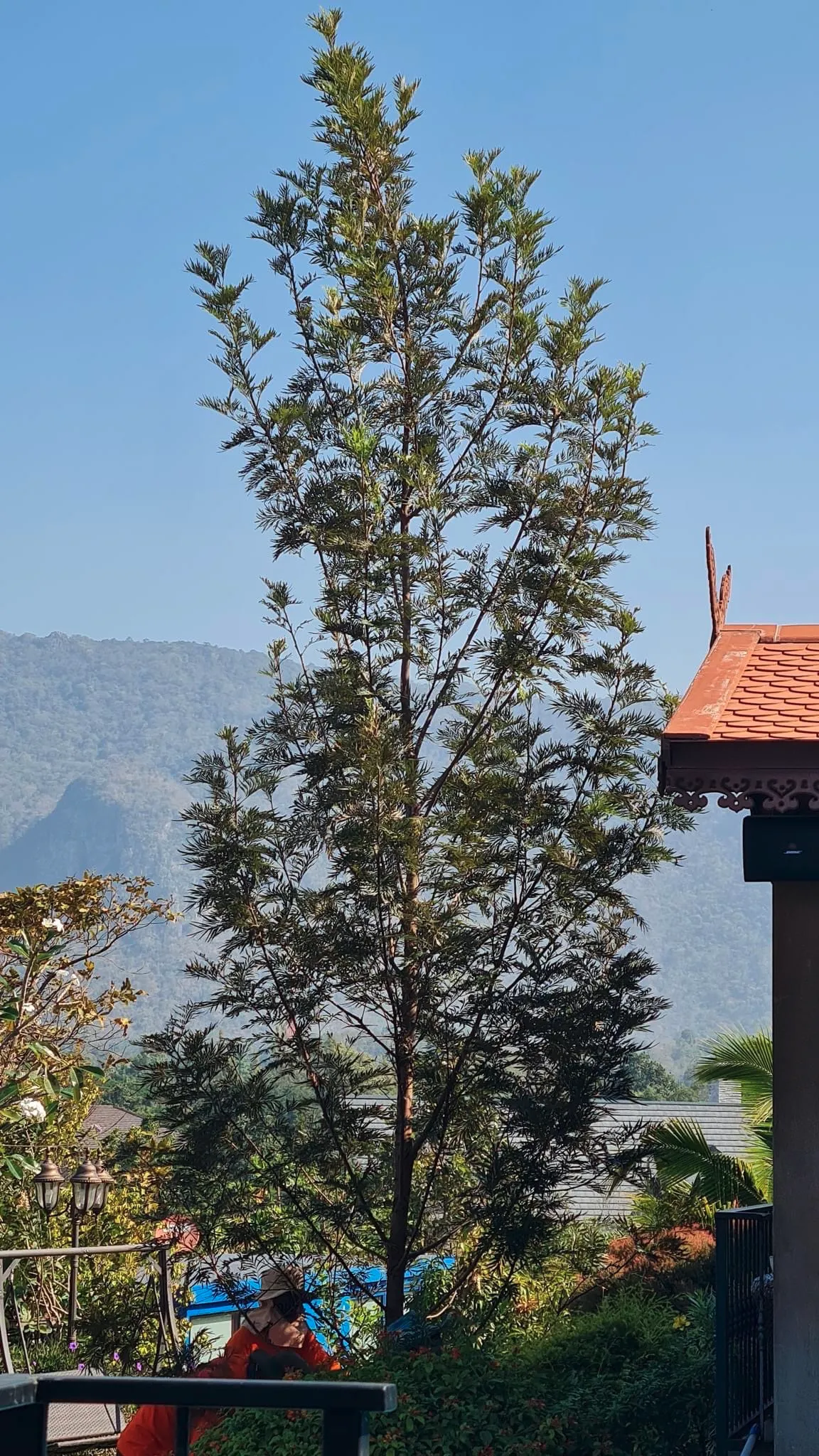 ไม้ขุดล้อมจัดสวนด้วยซิลเวอร์โอ๊ค - Silver Oak Thailand