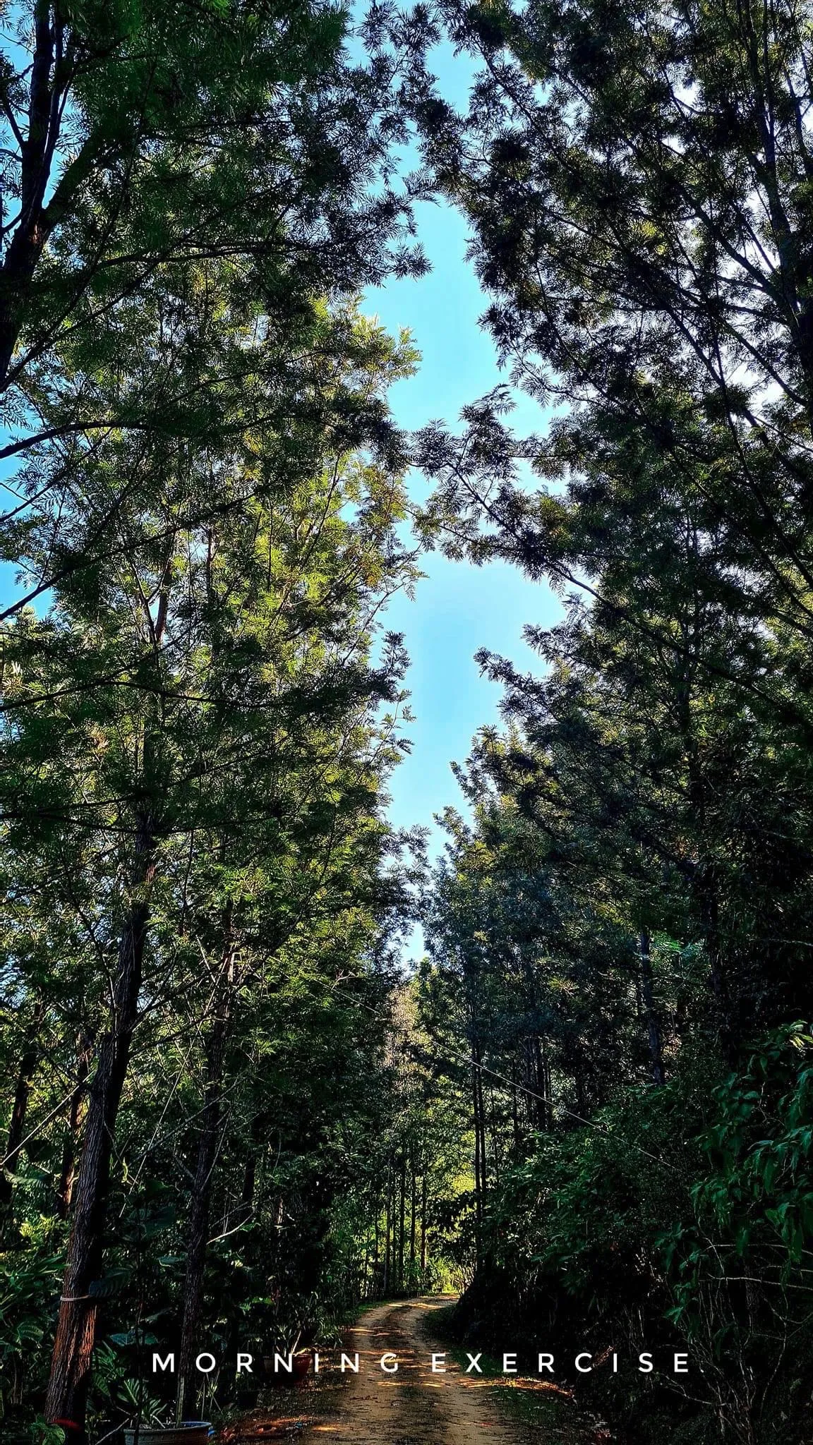 ไม้ขุดล้อมจัดสวนด้วยซิลเวอร์โอ๊ค - Silver Oak Thailand