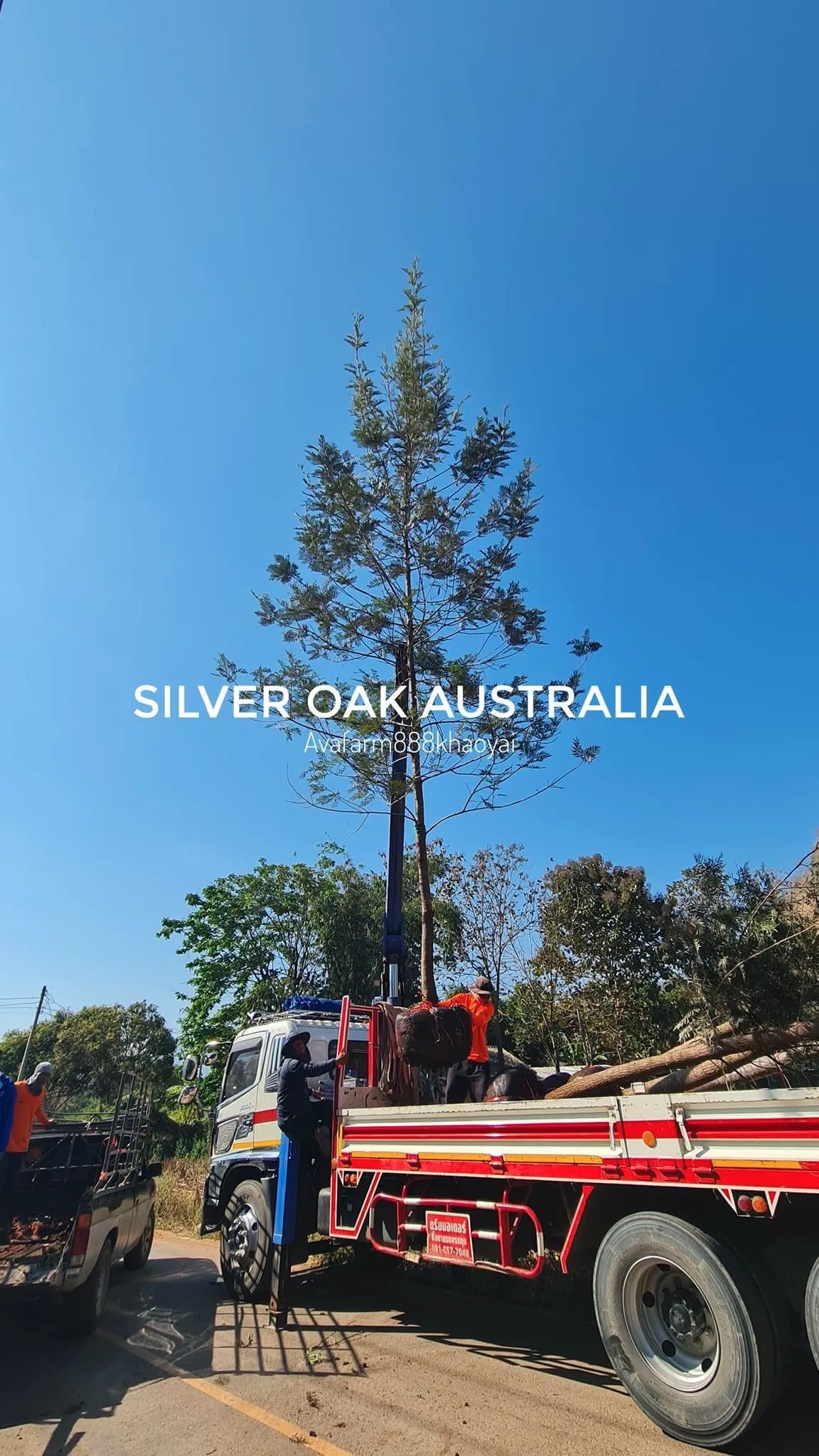 ไม้ขุดล้อมจัดสวนด้วยซิลเวอร์โอ๊ค - Silver Oak Thailand