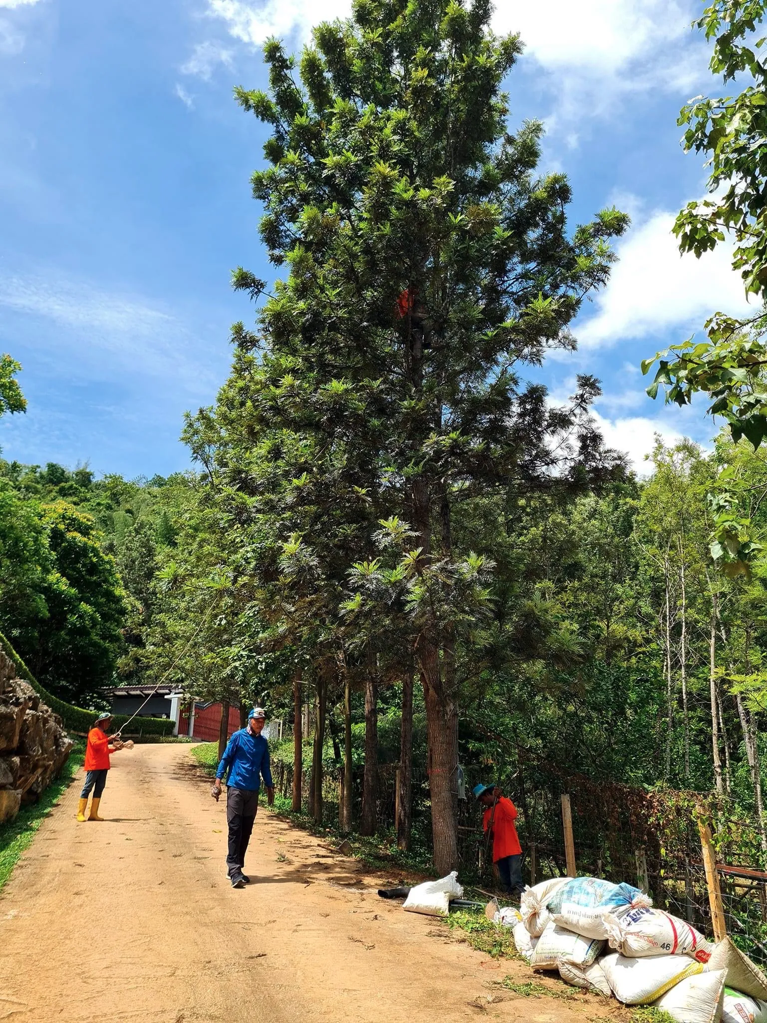 ไม้ขุดล้อมจัดสวนด้วยซิลเวอร์โอ๊ค - Silver Oak Thailand